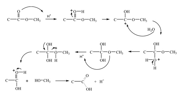 Hydrolysis Mechanism