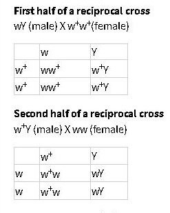 Answer in Genetics for bianca #194298