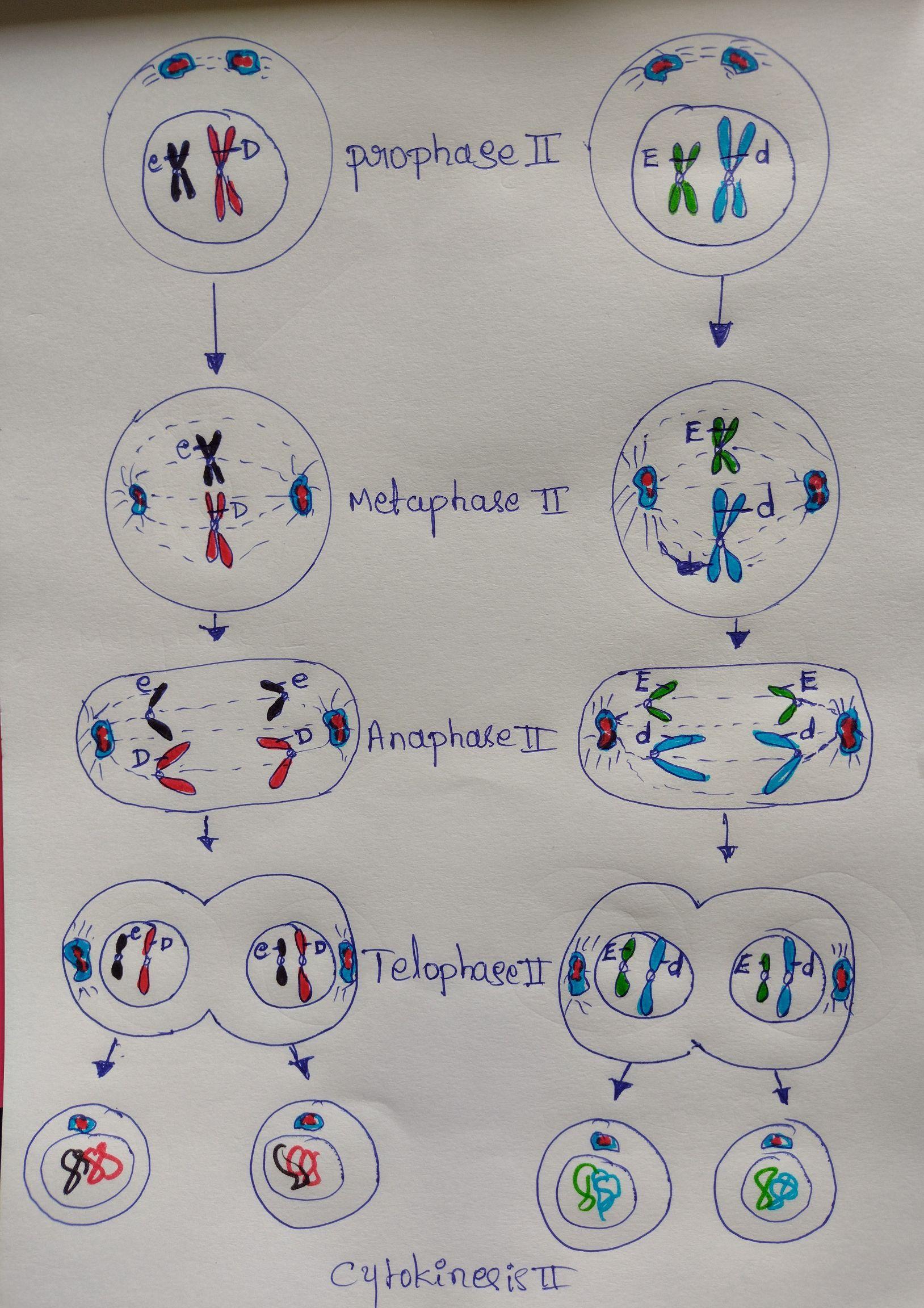 Metaphase 1 Independent Assortment
