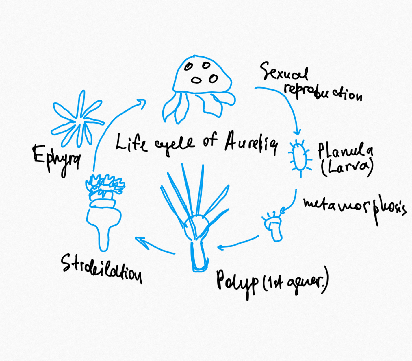Metridium Life Cycle